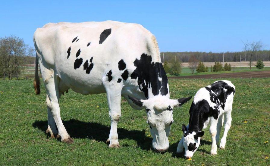 Session Vaches Laitières 2023